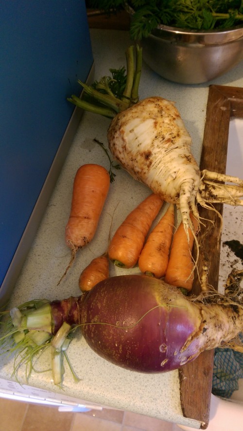Let’s hear it for wonky veg – Small Plot, Big Ideas